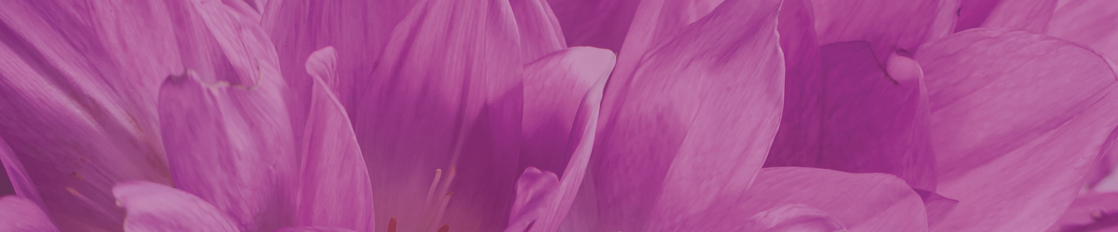 Floral Scented Products – Sedgwick's